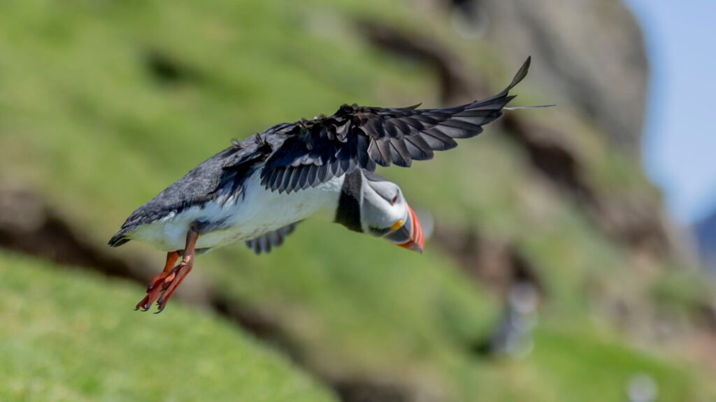 Mykines – Puffins, Lighthouse Hike & Remote Island Life